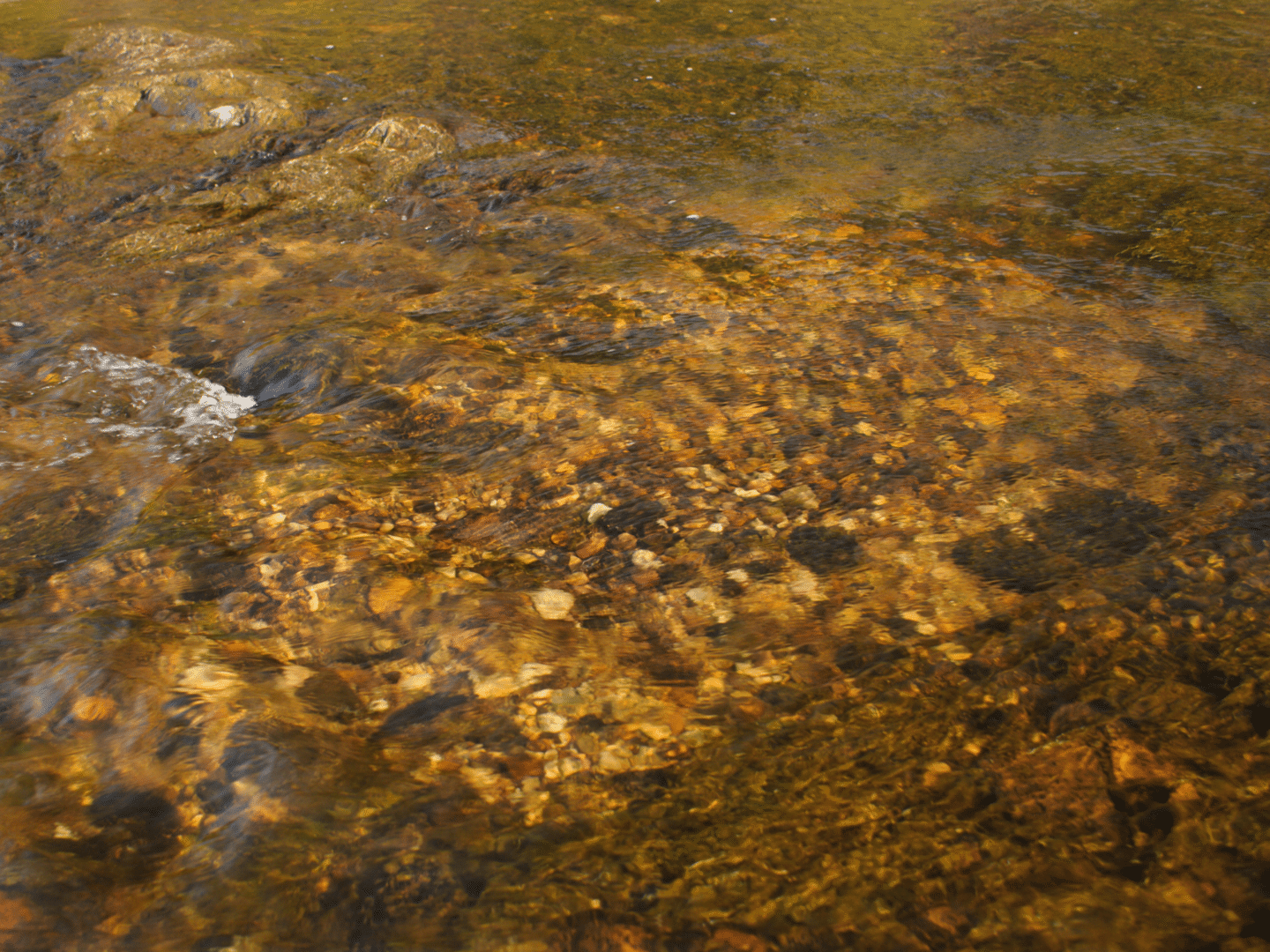 Fish Spawning Bed Identification - United Women on the Fly