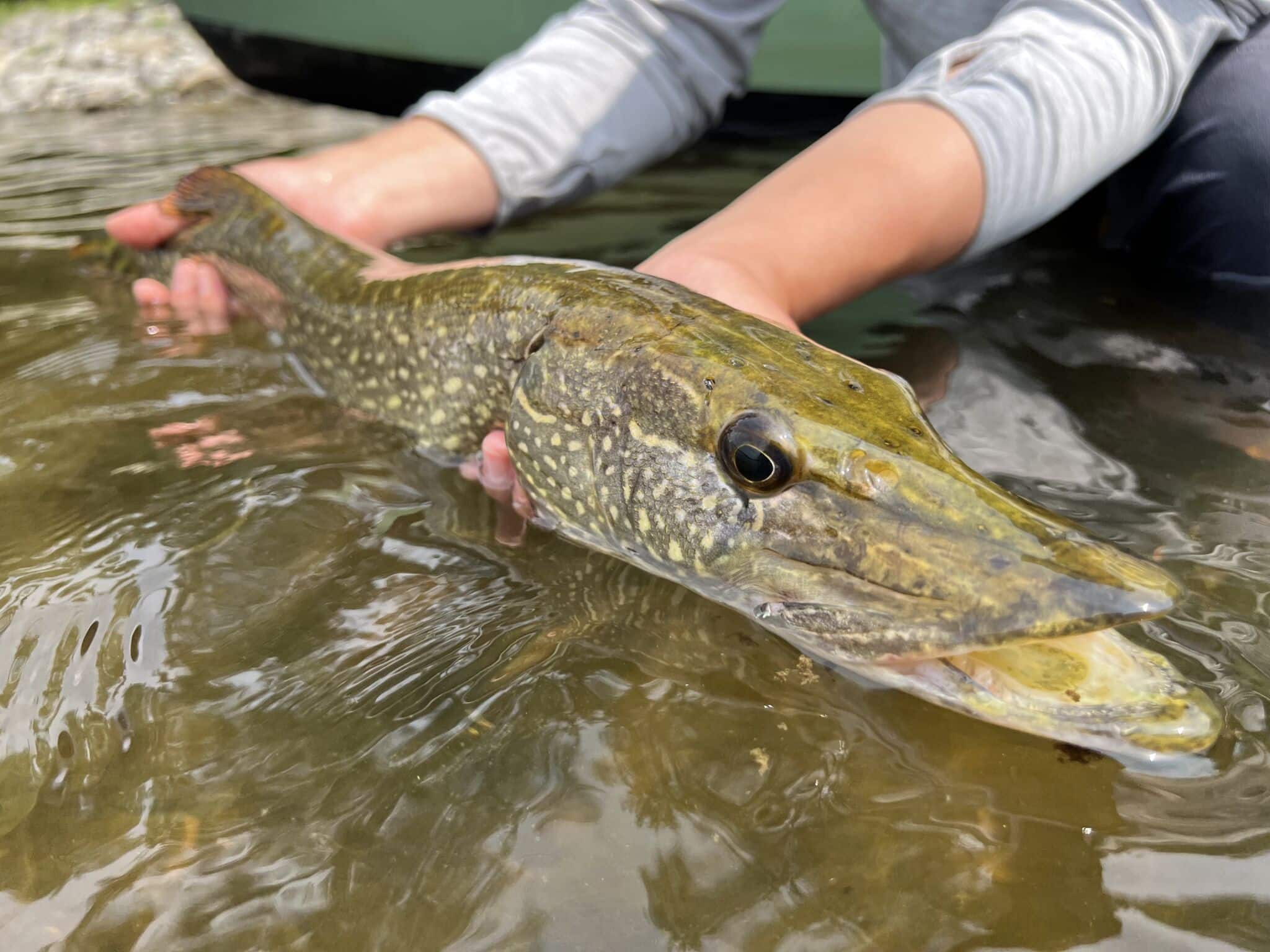 Learn How to Catch Pike on the Fly - United Women on the Fly