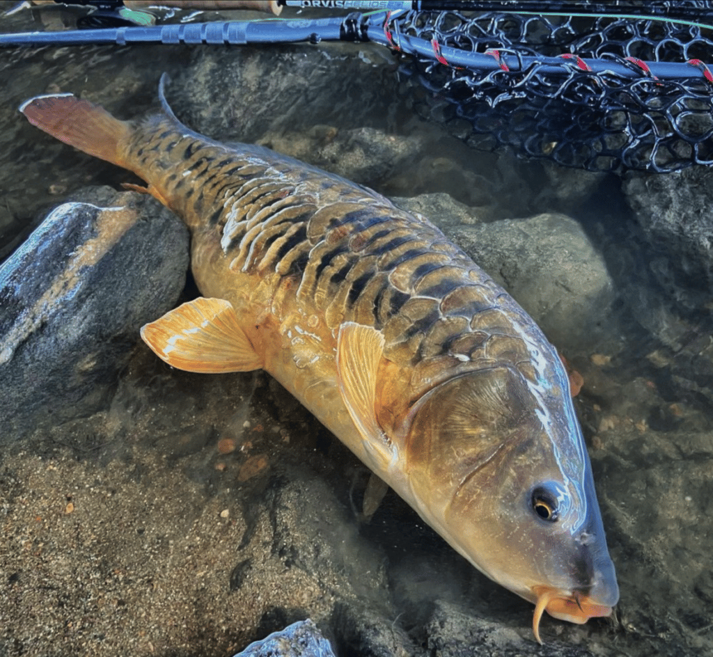 Carp Fly Fishing Basics - United Women on the Fly